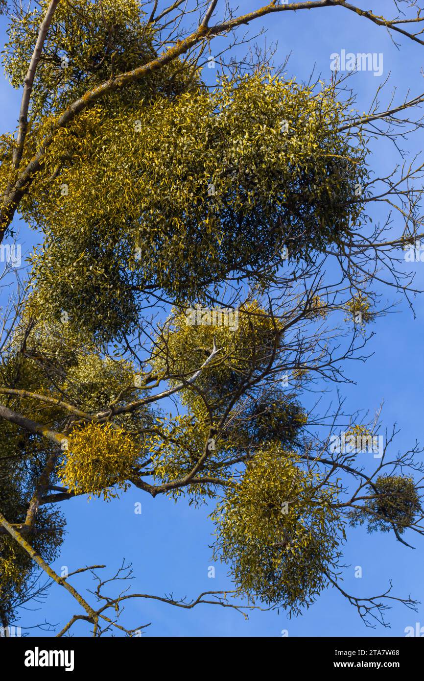 A sick withered tree attacked by mistletoe, viscum. They are woody ...