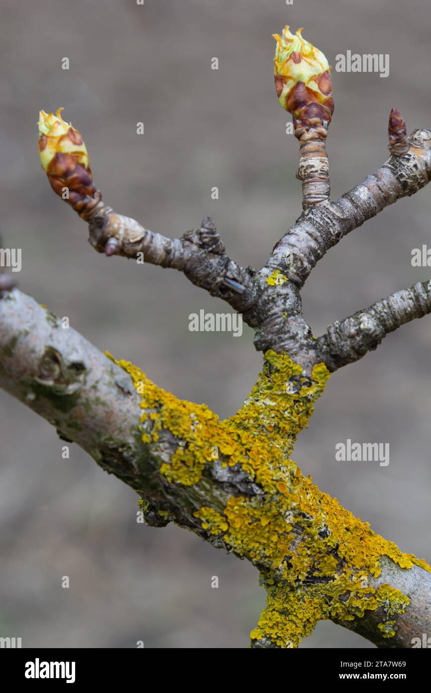 Orange lichen, yellow scale, maritime sunburst lichen or shore lichen ...