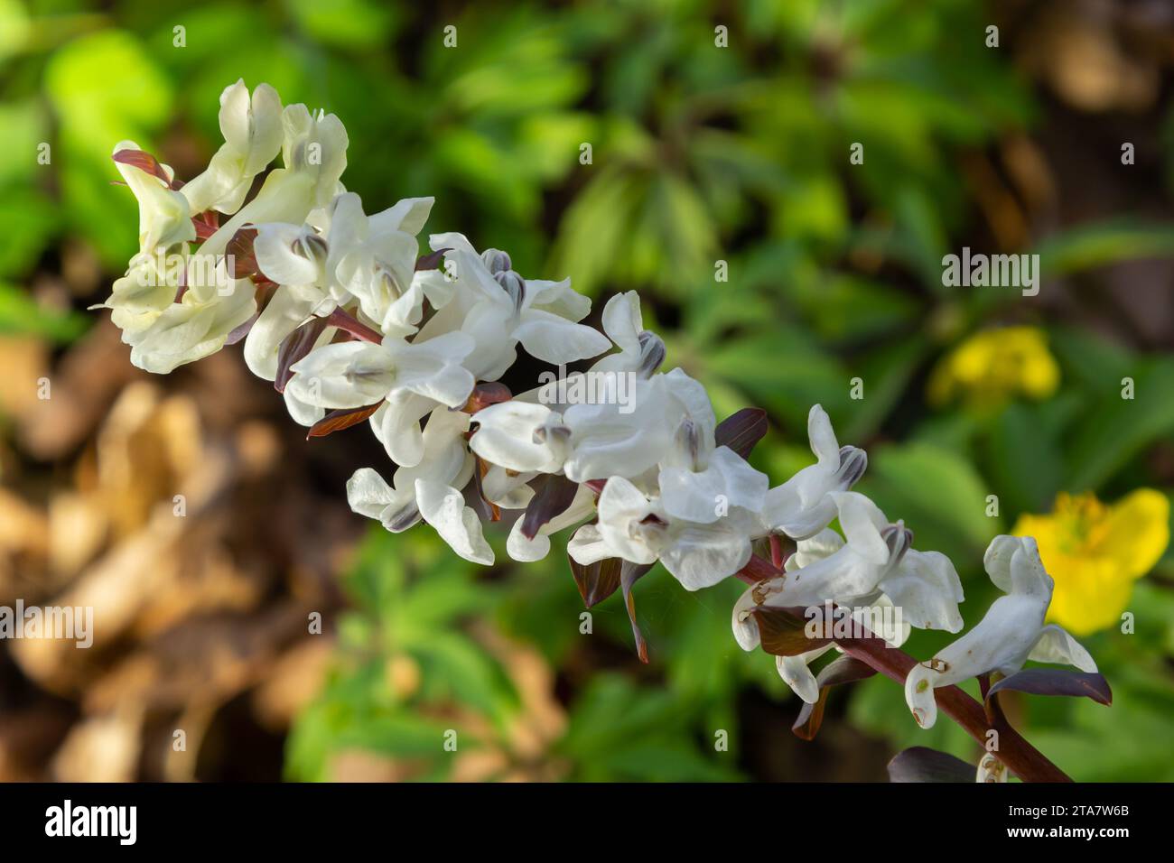 Hollow root corydalis cava blooming hi-res stock photography and images ...