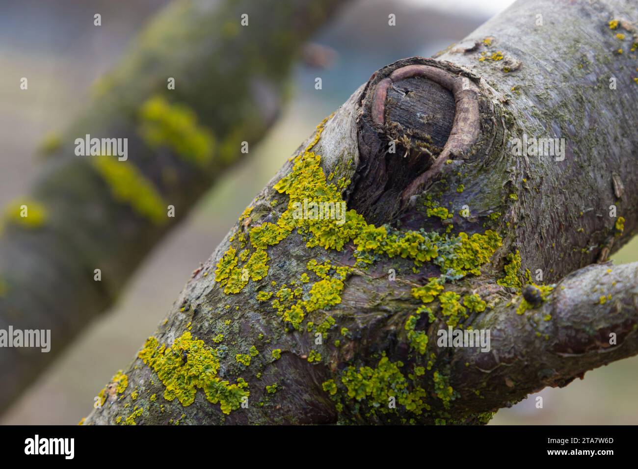 Orange lichen, yellow scale, maritime sunburst lichen or shore lichen ...
