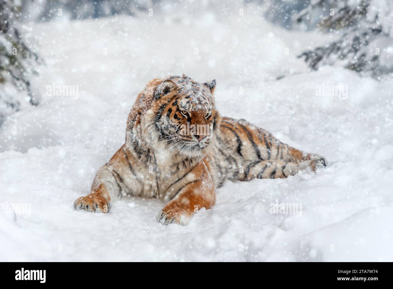 Closeup Adult Tiger in cold time. Tiger snow in wild winter nature ...