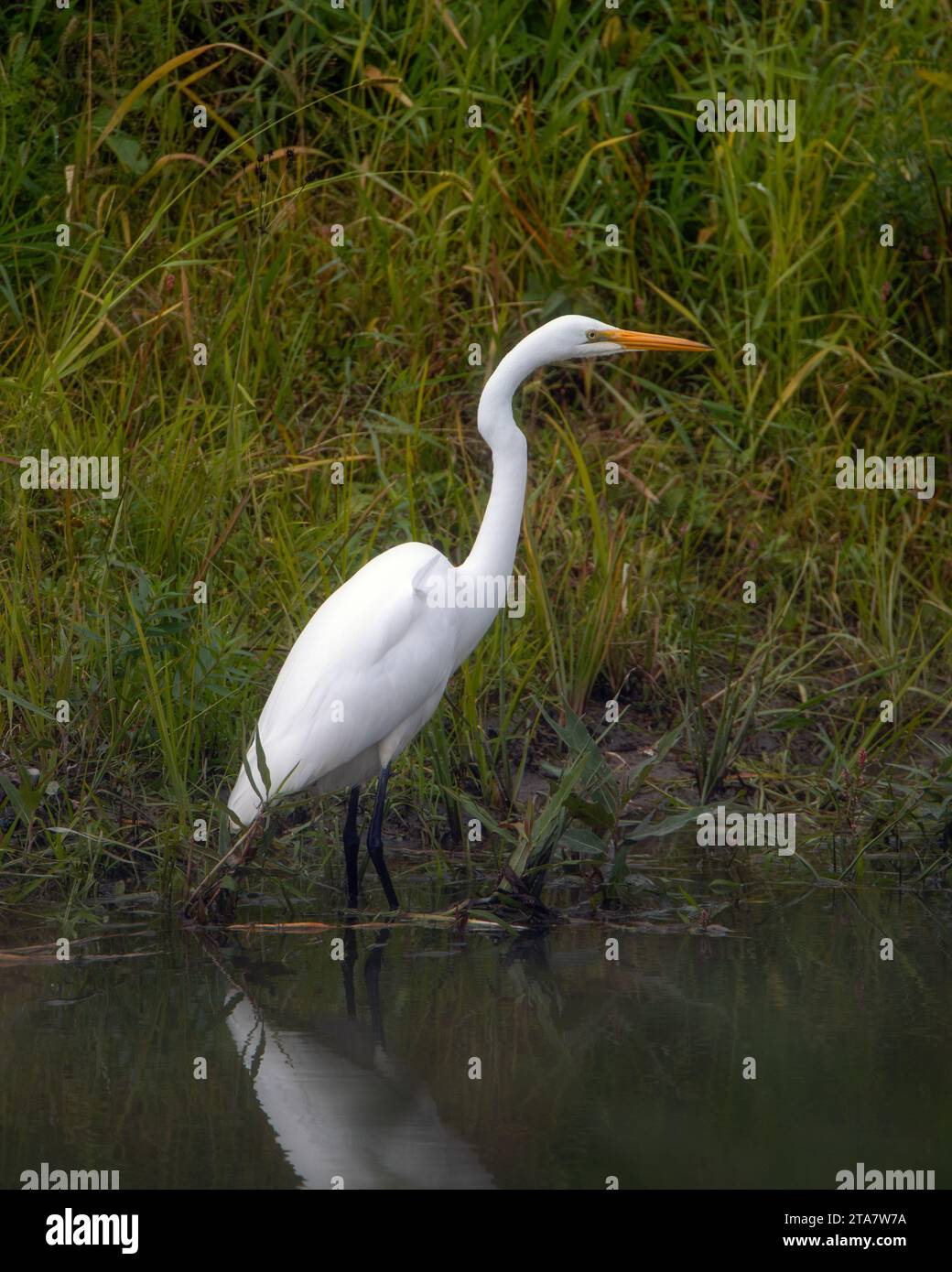 White Great Egret bird standing in water with green grass background ...