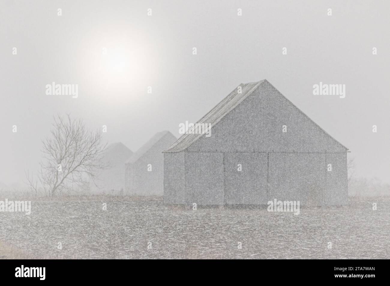 Three old wood barns in field under snowfall (version 2 Stock Photo - Alamy