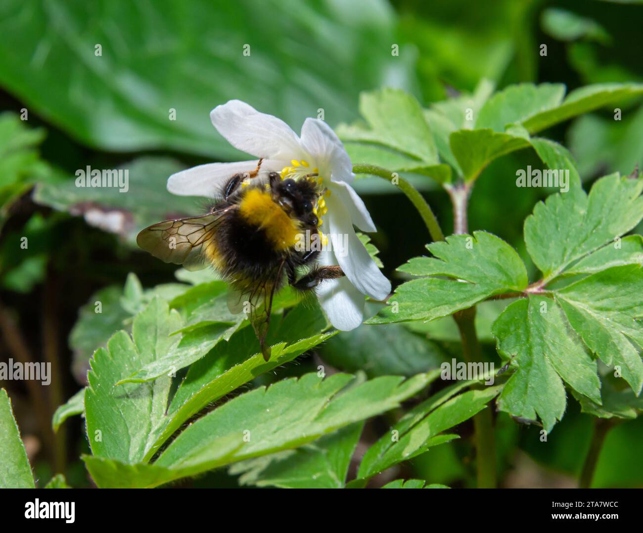 A brown fluffy bee with see through wings sitting on a white blosom of ...