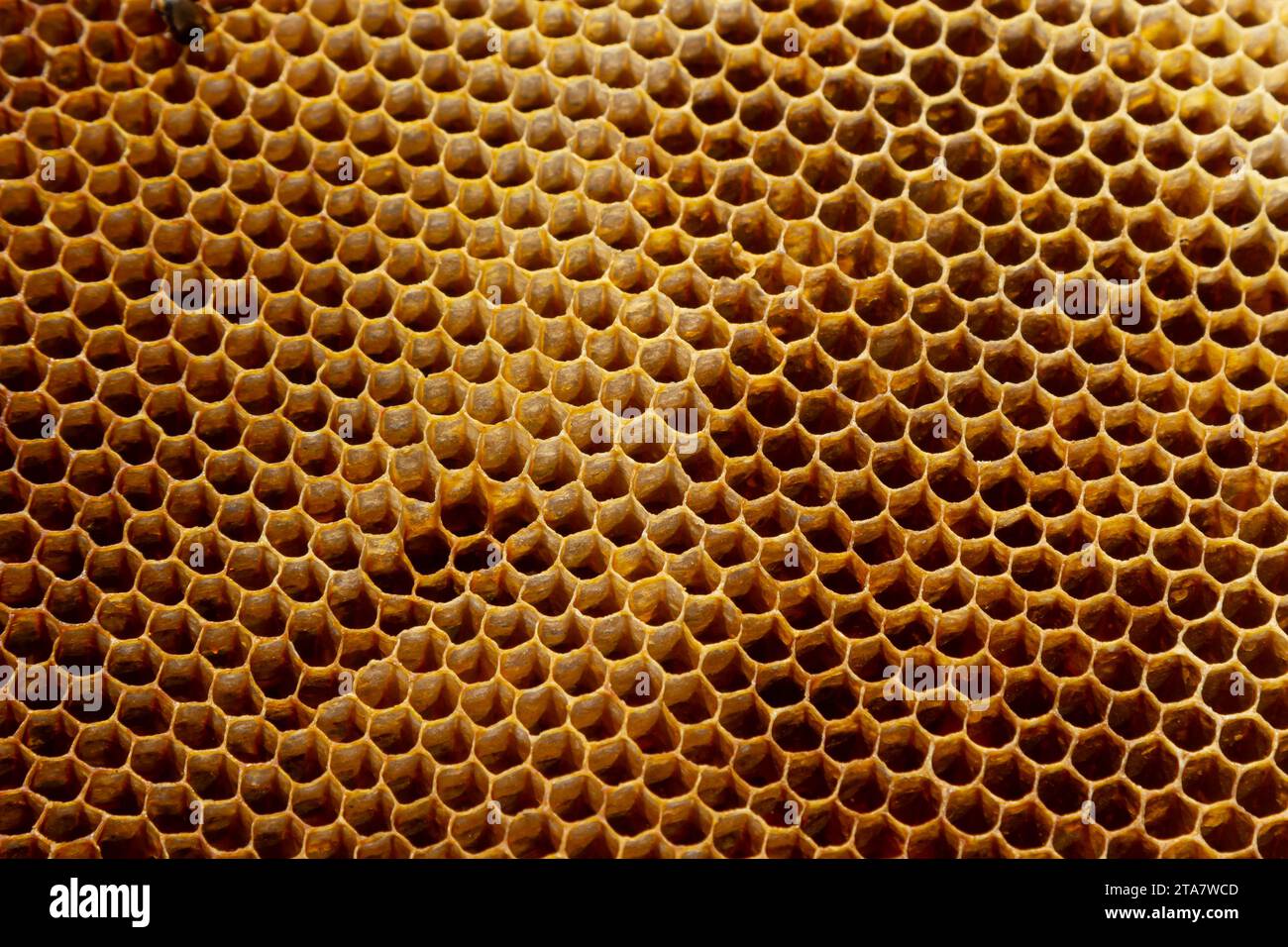 Polygon bee honeycomb pattern hi-res stock photography and images - Alamy