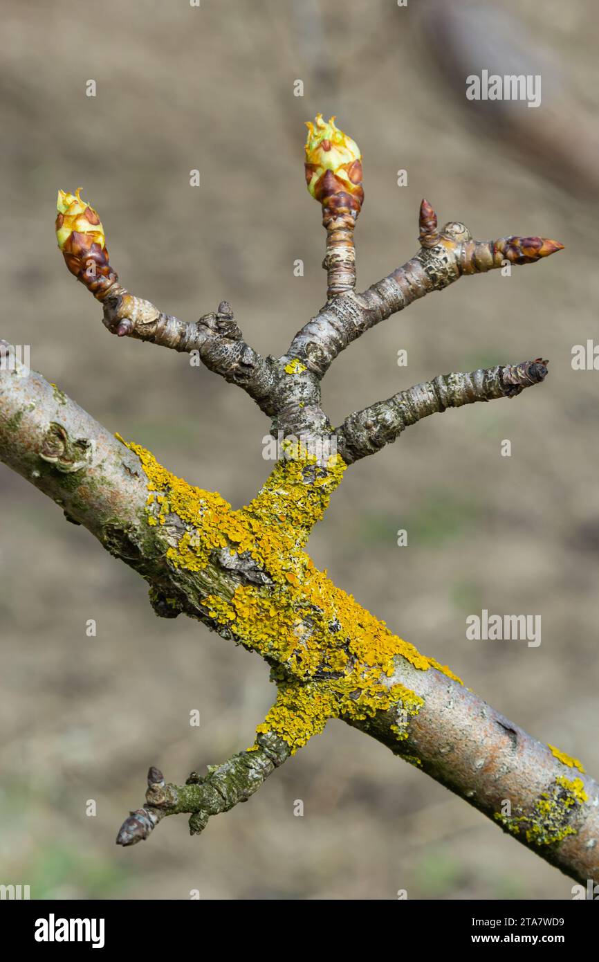 Orange lichen, yellow scale, maritime sunburst lichen or shore lichen ...