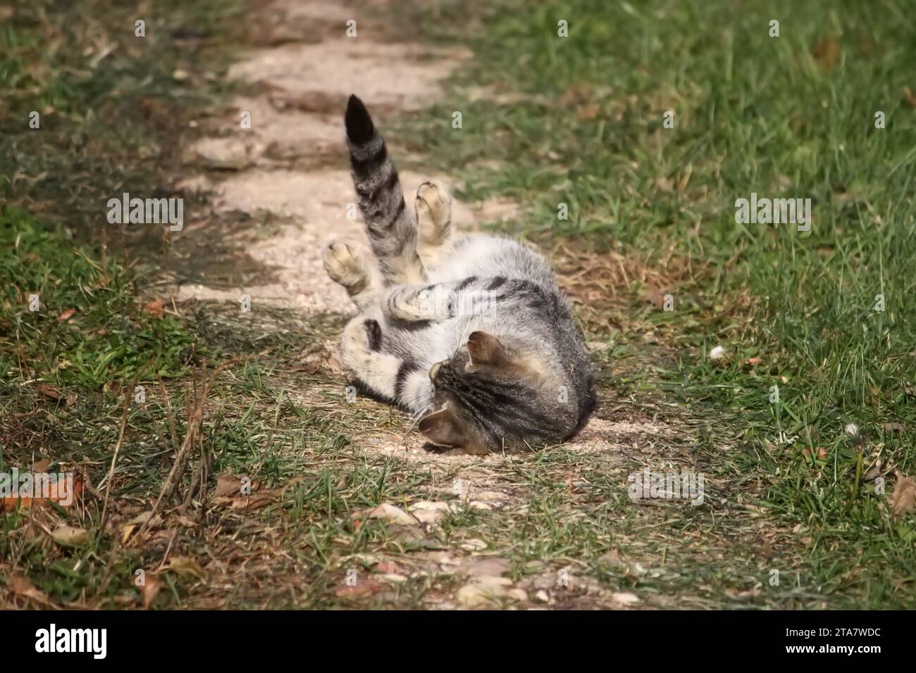 Homeless tabby cat relaxing hi-res stock photography and images - Alamy