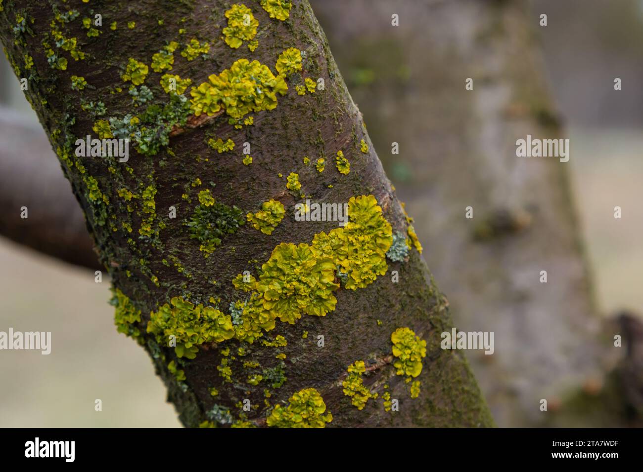 Orange lichen, yellow scale, maritime sunburst lichen or shore lichen ...