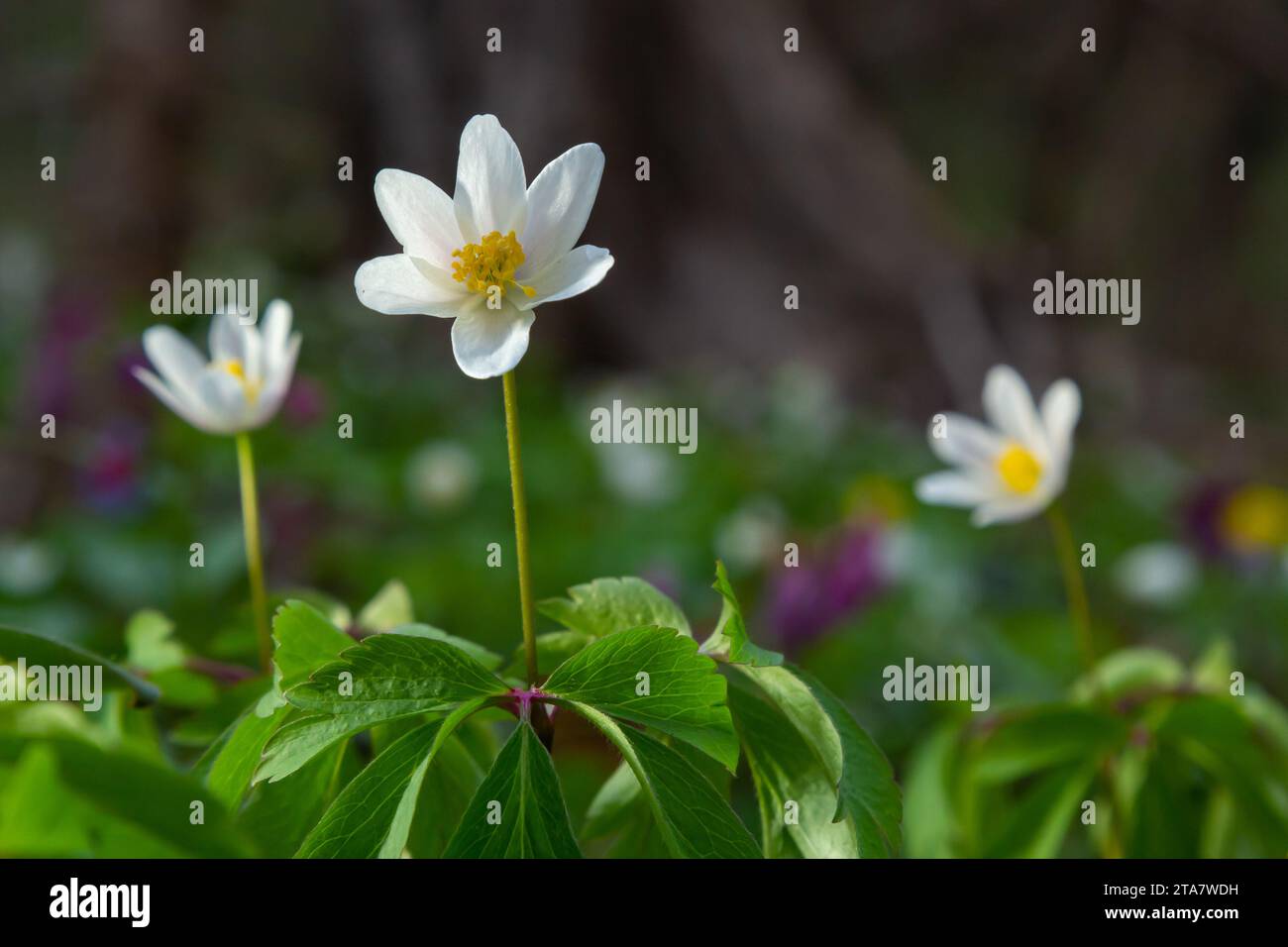 Anemone nemorosa is an early-spring flowering plant in the genus ...