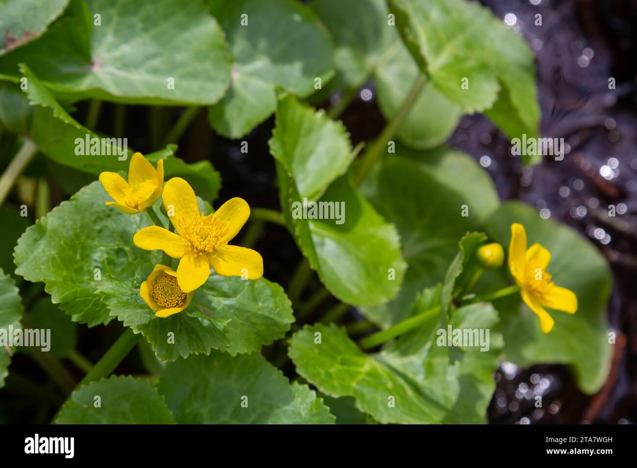 In a swamp, in the alder forest blossom Caltha palustris Stock Photo ...
