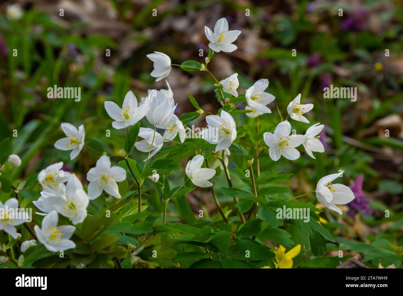 Anemone nemorosa flowers in the forest in a sunny day. Wild anemone, windflowers, thimbleweed ...