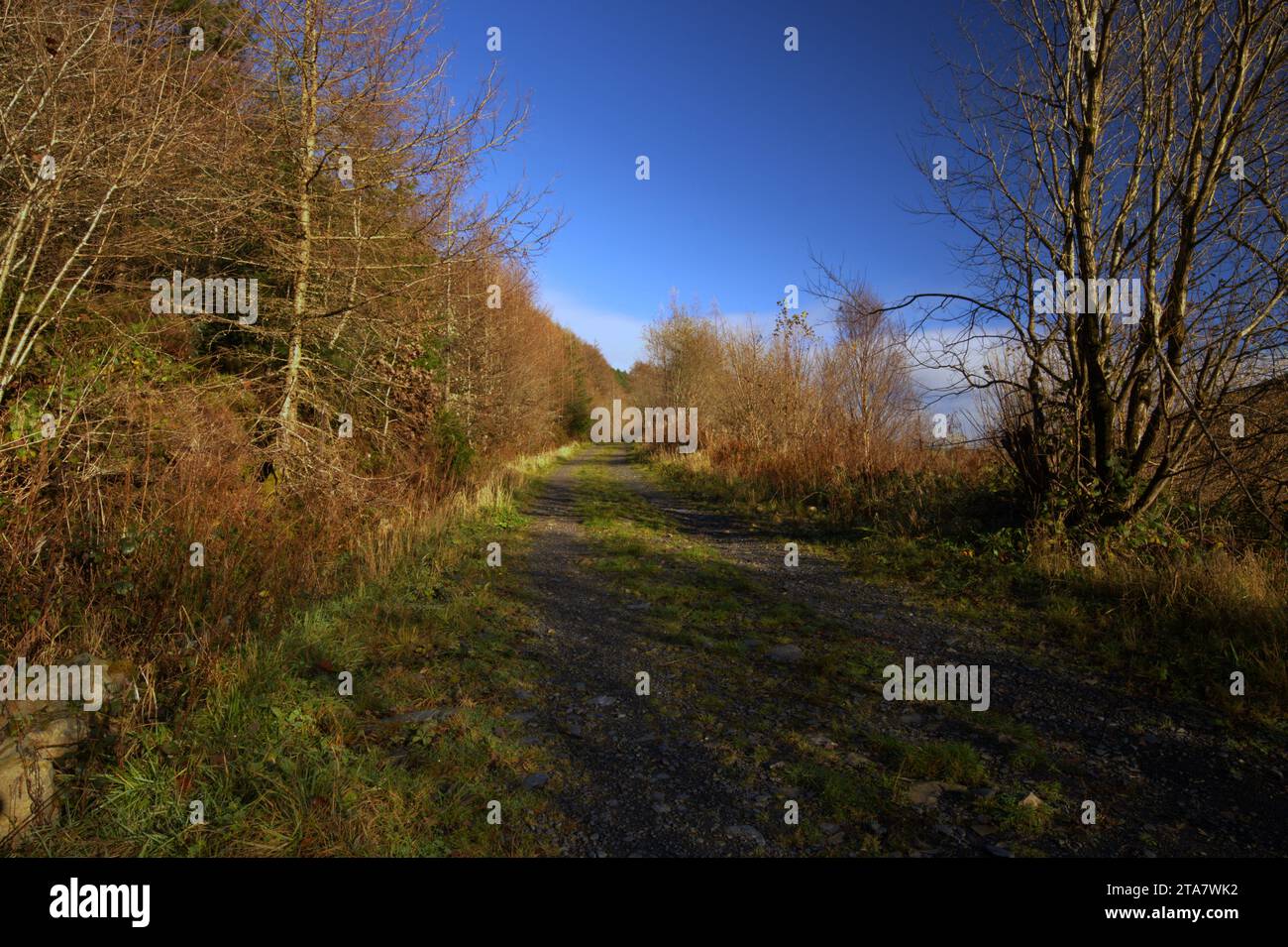 Forest tracks hi-res stock photography and images - Alamy