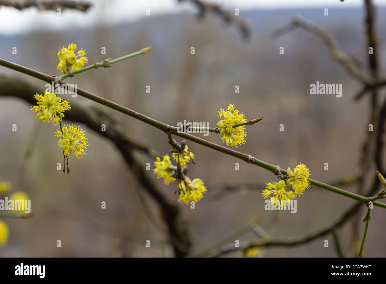 In the spring dogwood is real, Cornus mas, blooms in the wild ...