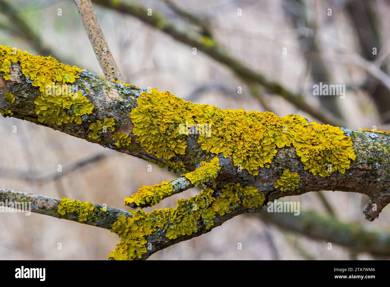 Xanthoria parietina, common orange lichen, yellow scale, maritime ...
