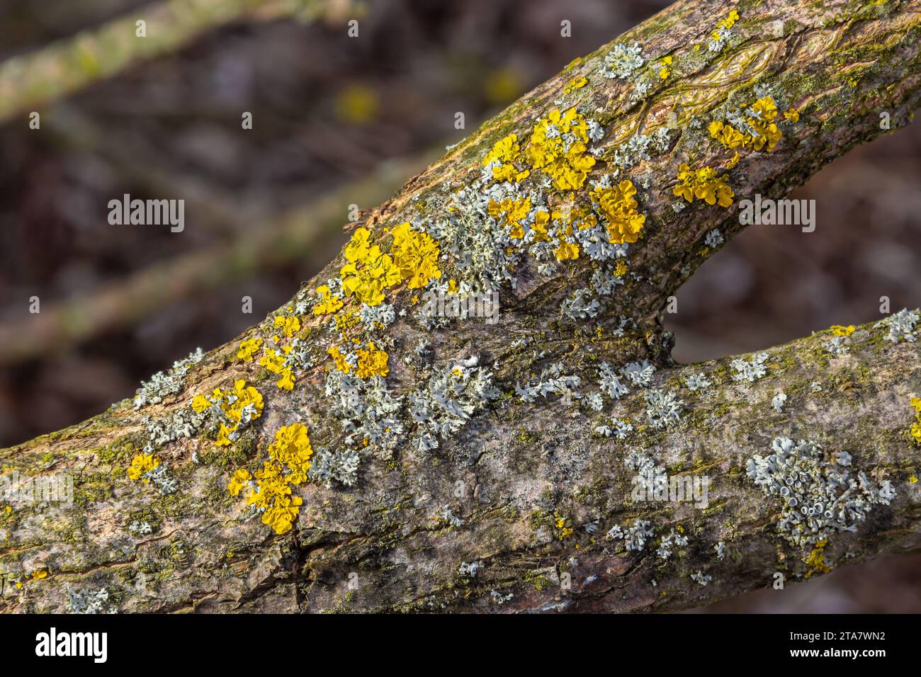 Xanthoria parietina, common orange lichen, yellow scale, maritime ...