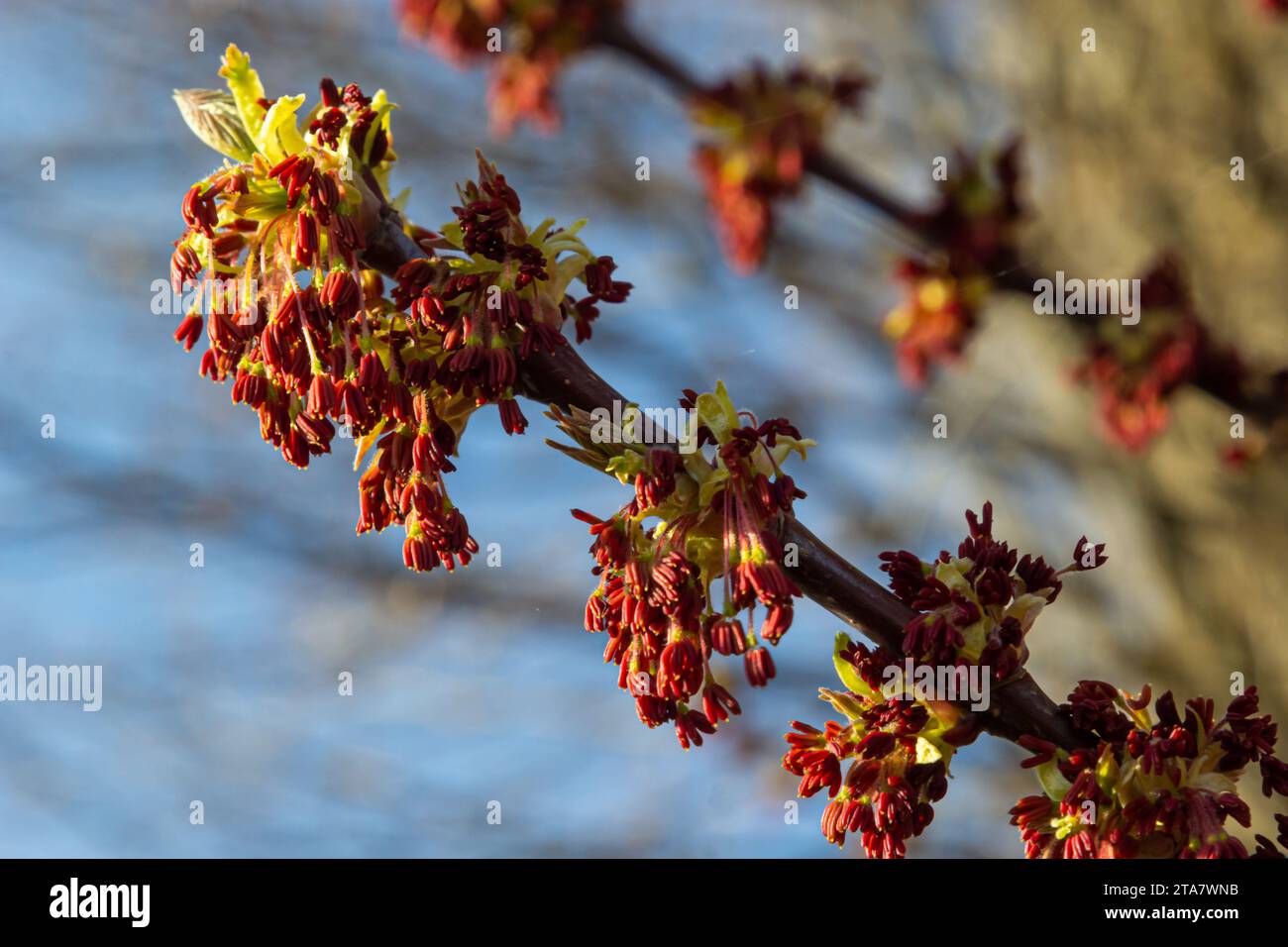 Ash-leaved maple, Acer negundo, Manitoba maple, maple ash. Flowering ...