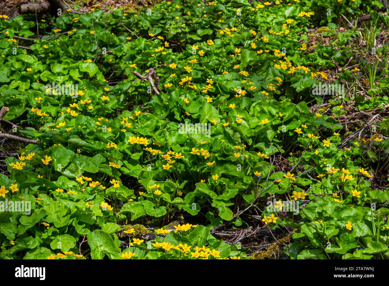In a swamp, in the alder forest blossom Caltha palustris Stock Photo ...