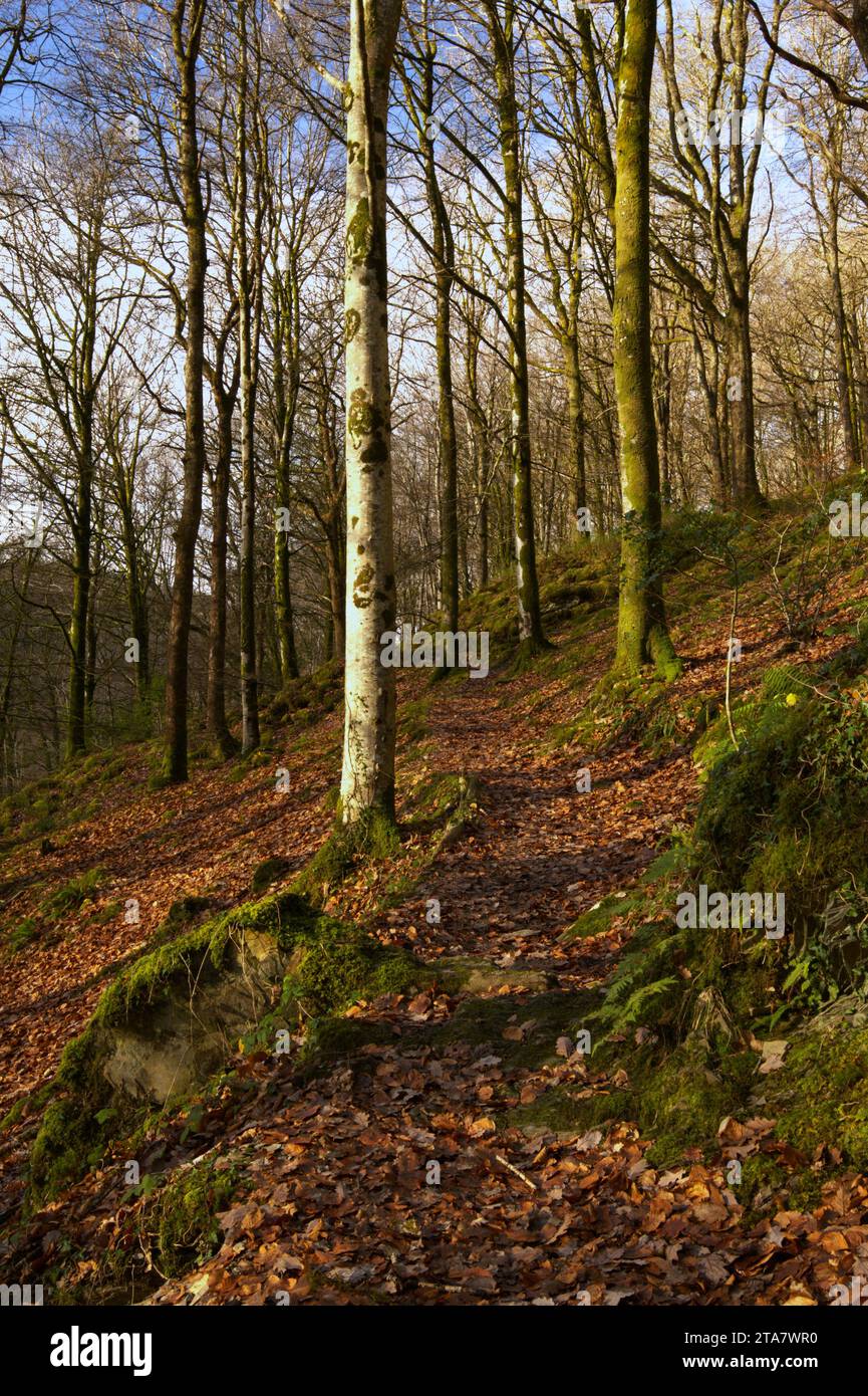 Forest Tracks in the Dyfi Forest in Autumn Stock Photo - Alamy