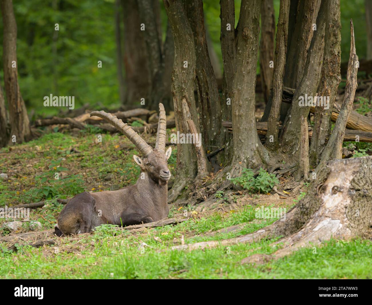 An old Alpine Ibex resting on the ground, cloudy day in an Austrian zoo ...
