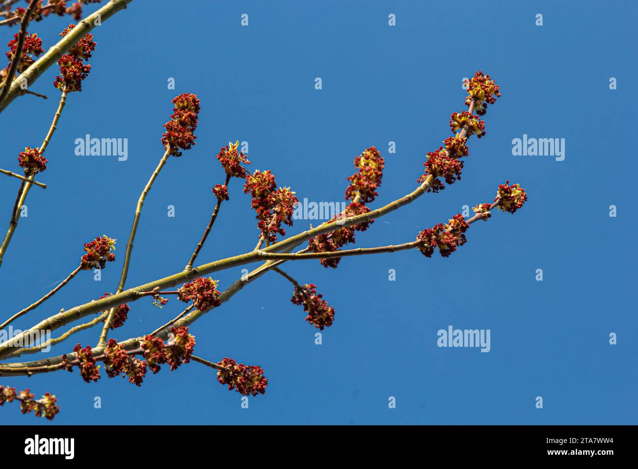 Ash-leaved maple, Acer negundo, Manitoba maple, maple ash. Flowering ...