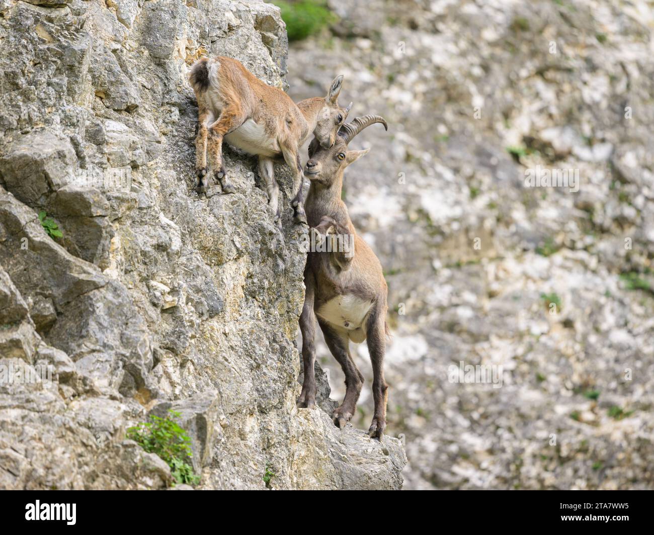 Alpine ibex face hi-res stock photography and images - Alamy