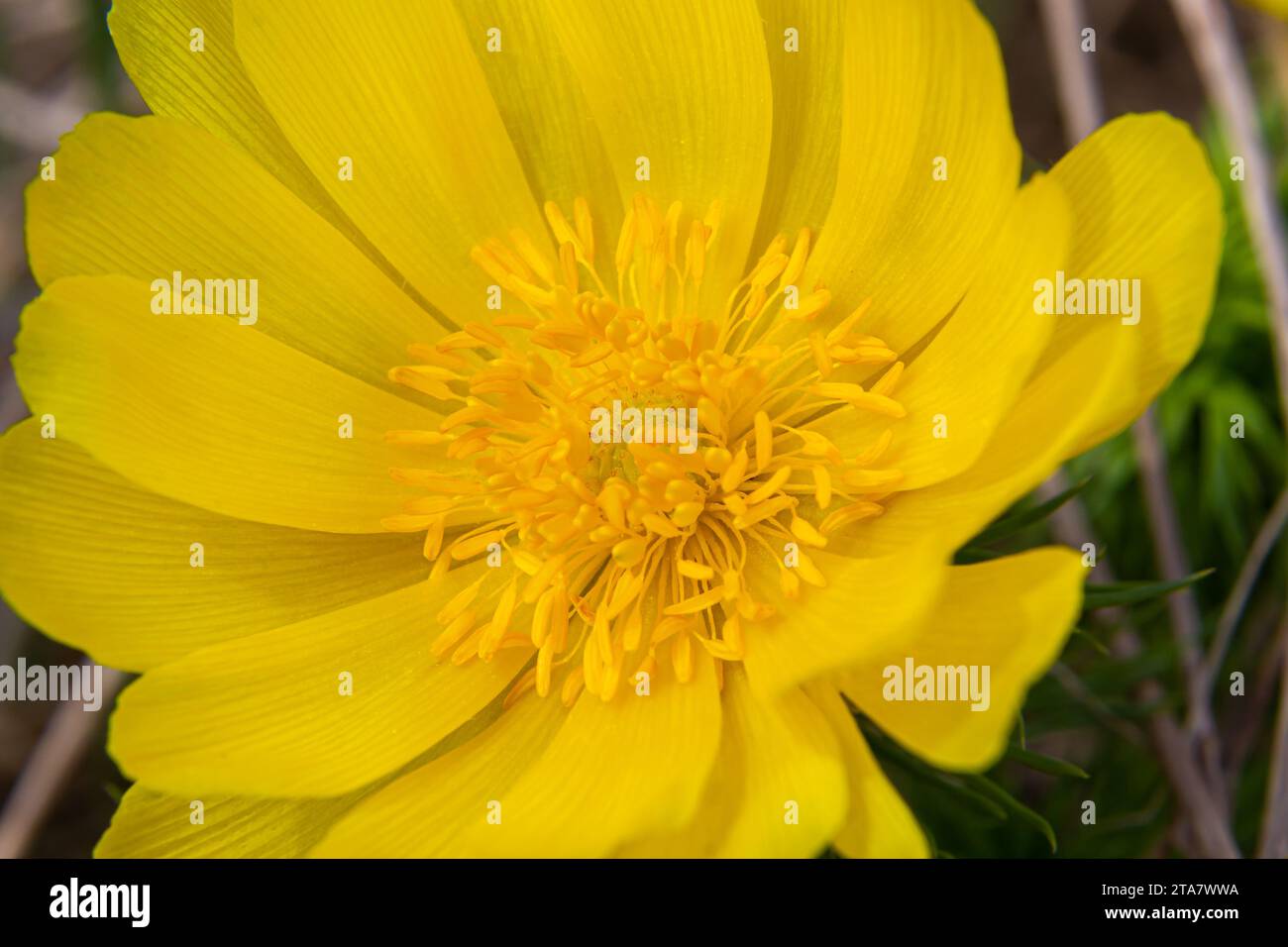 Adonis flowers hi-res stock photography and images - Alamy
