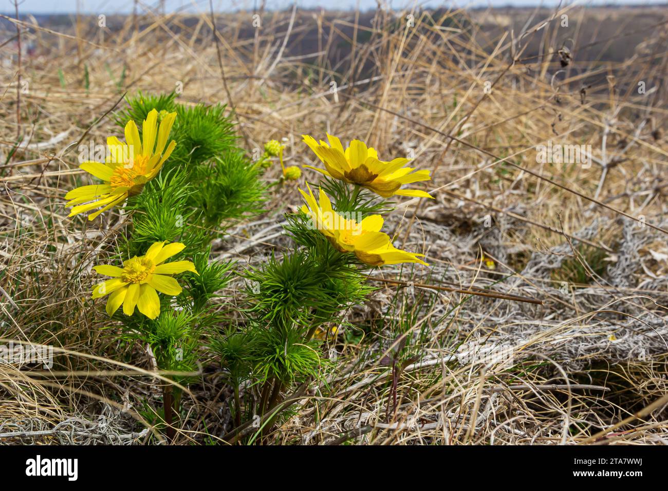 Yellow forest flowers Adonis vernalis, pheasant's eye, spring pheasant ...