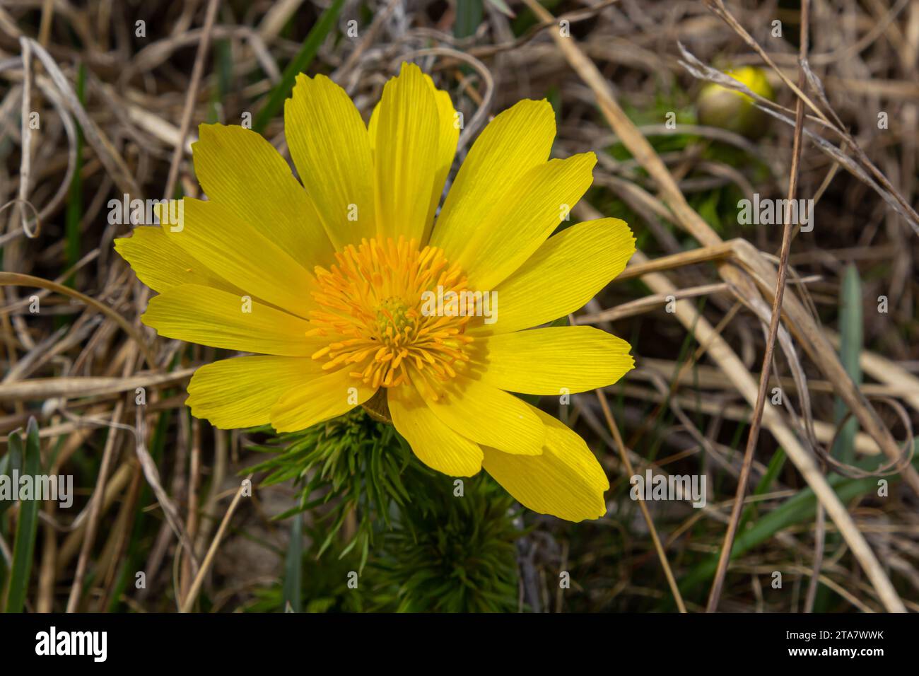 Yellow forest flowers Adonis vernalis, pheasant's eye, spring pheasant ...