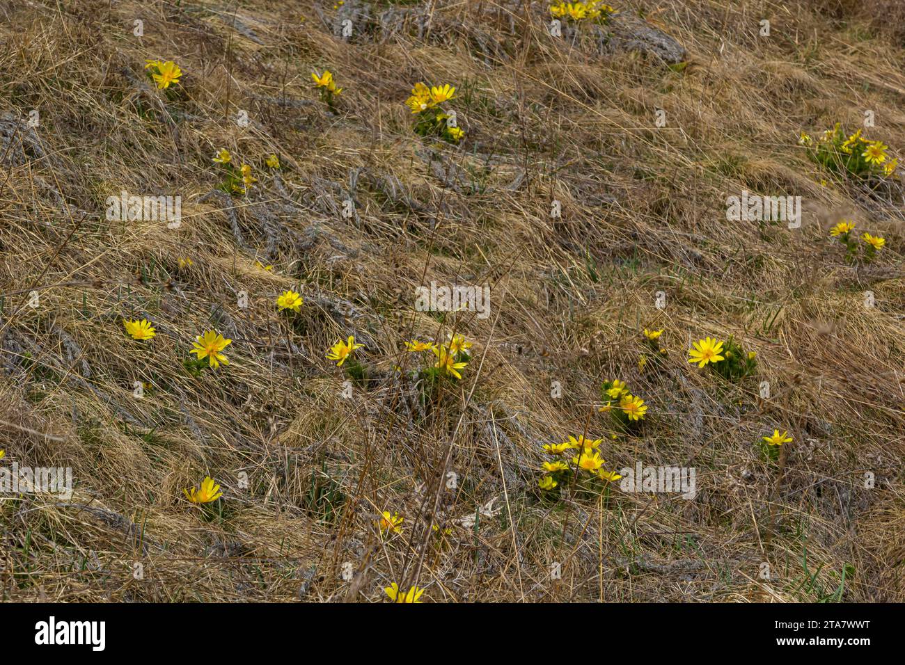 Adonis vernalis is a perennial flowering plant in sping garden. Adonis ...
