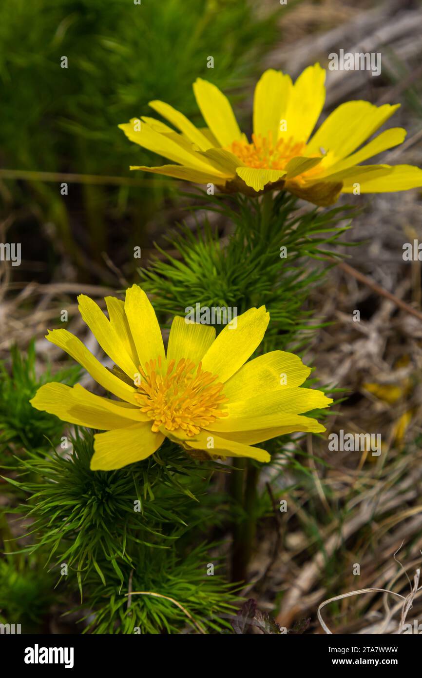 Adonis flowers hi-res stock photography and images - Alamy