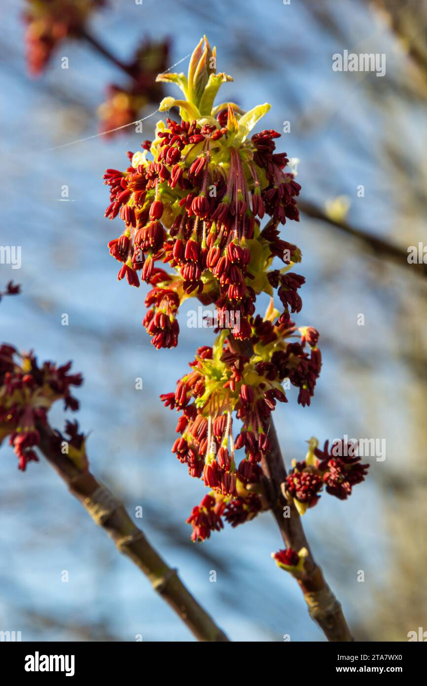 Ashleaf maple hi-res stock photography and images - Alamy