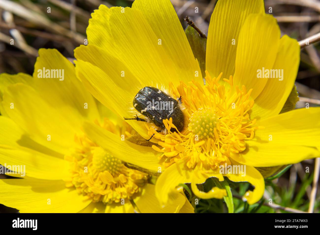 Oxythyrea funesta on blooming adonis flower, Spring background, honey ...