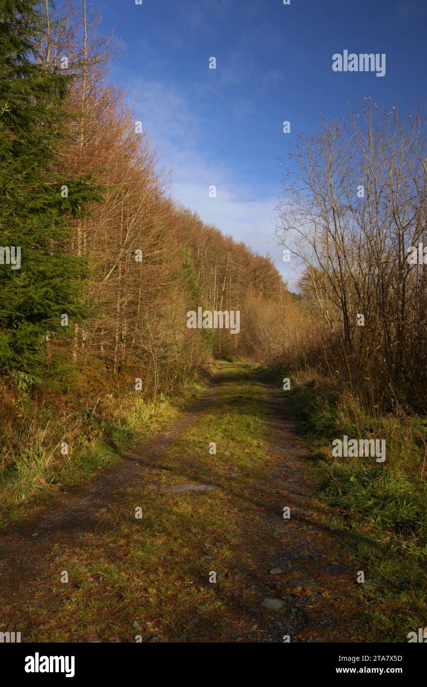 Forest Tracks in the Dyfi Forest in Autumn Stock Photo - Alamy