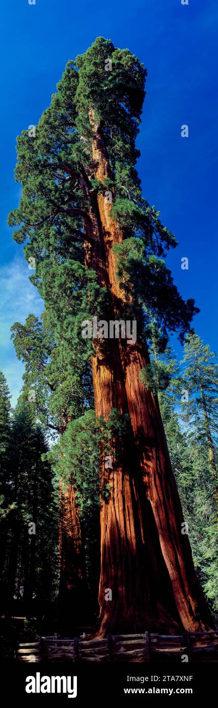 USA, California, Giant sequoia Stock Photo - Alamy