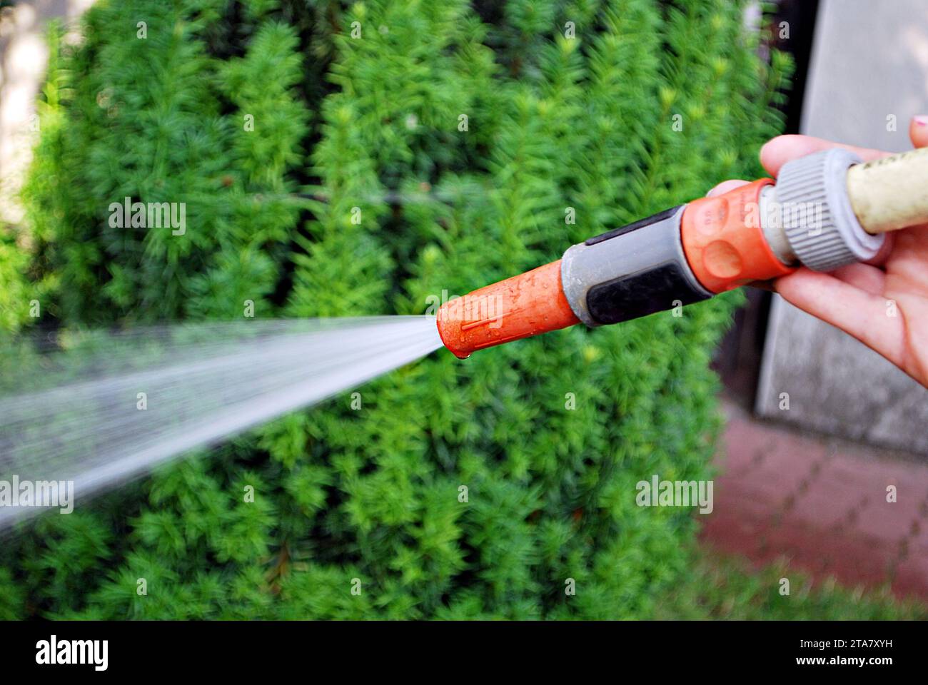 Water spraying from a garden hose Stock Photo - Alamy