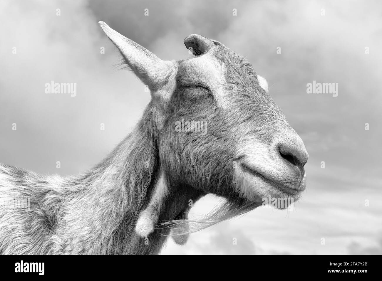 Portrait goat farm Black and White Stock Photos & Images - Alamy
