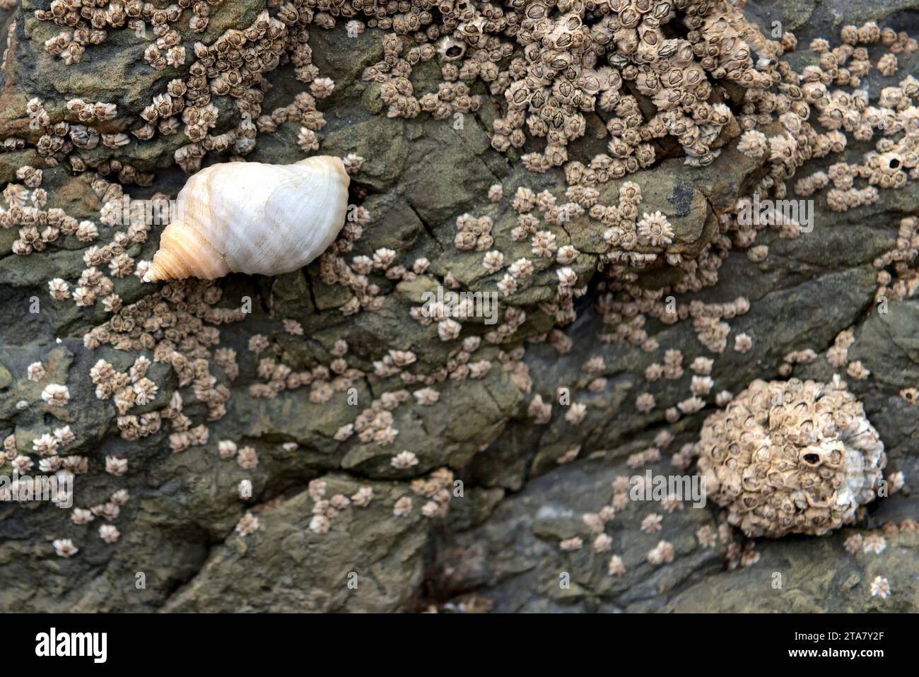 Dogwhelk (left) and limpet covered in barnacles (right) attached to ...