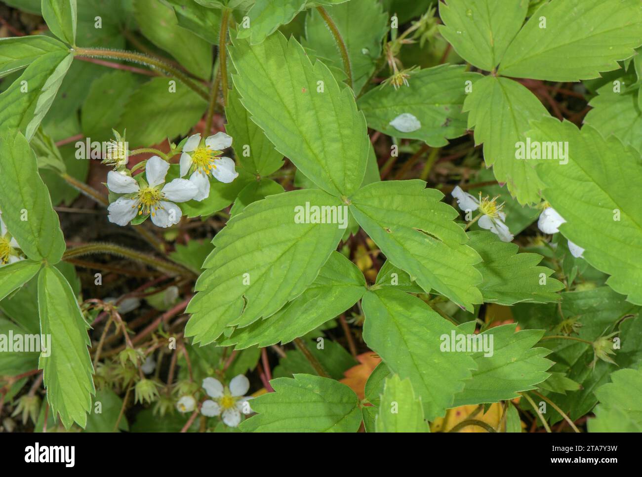 Virginia strawberry, Fragaria virginiana in flower in spring Stock ...