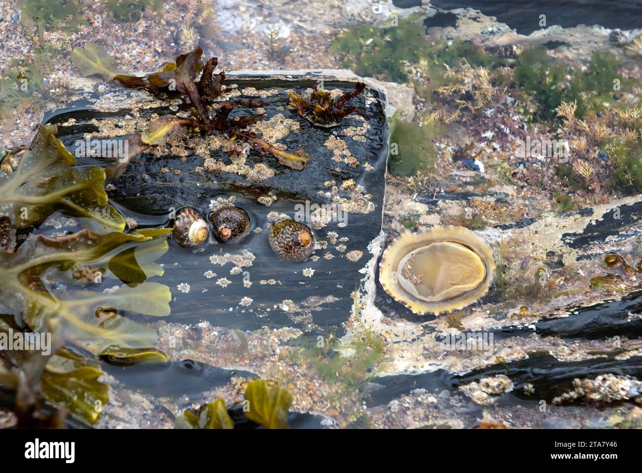 Topshells and upturned limpet in rockpool Stock Photo - Alamy