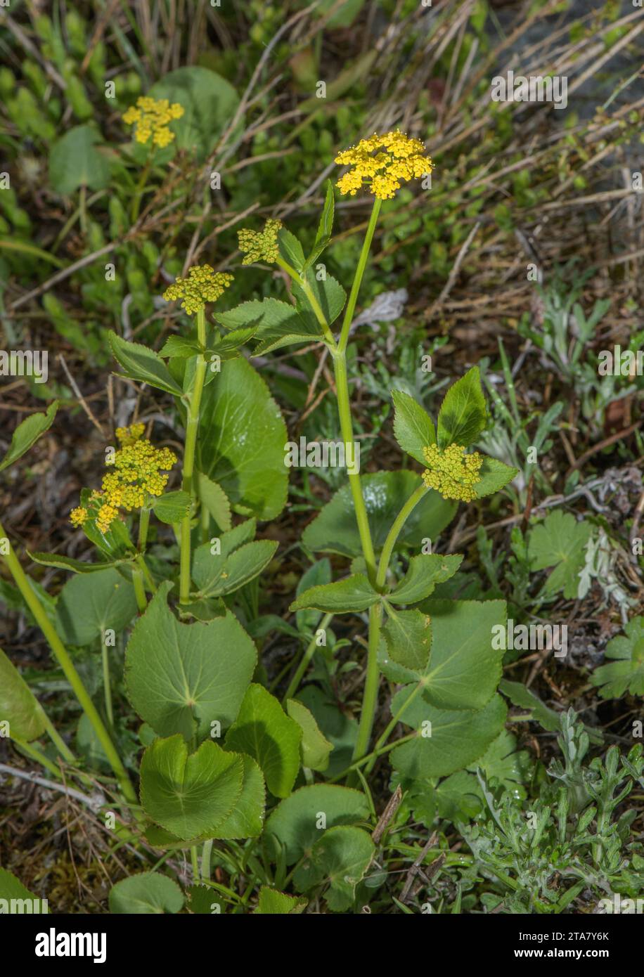 Meadow zizia, Zizia aptera in flower, USA Stock Photo - Alamy