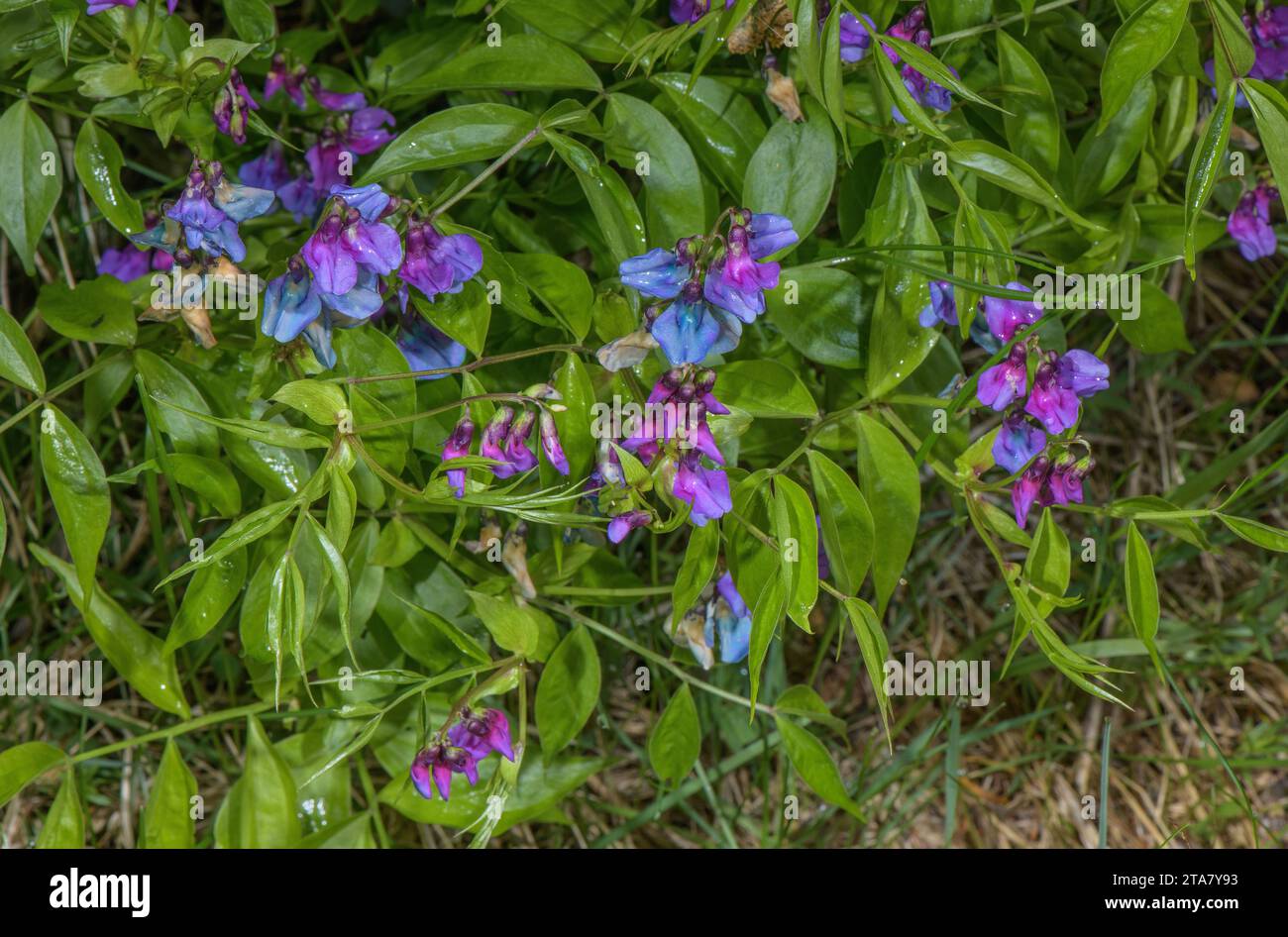 Spring pea lathyrus vernus flowering hi-res stock photography and ...