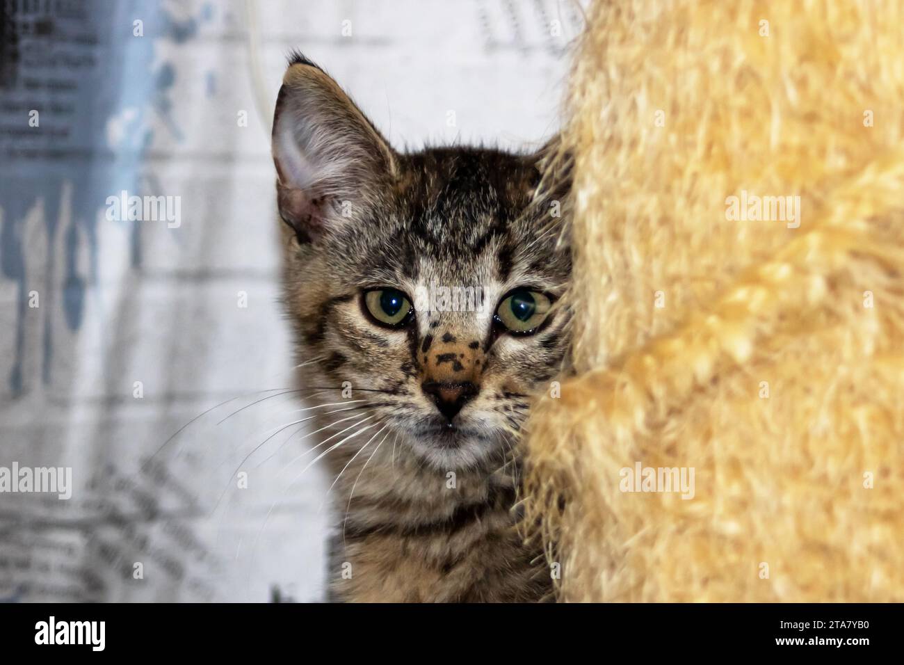 One small tabby gray kitten, close up portrait Stock Photo - Alamy