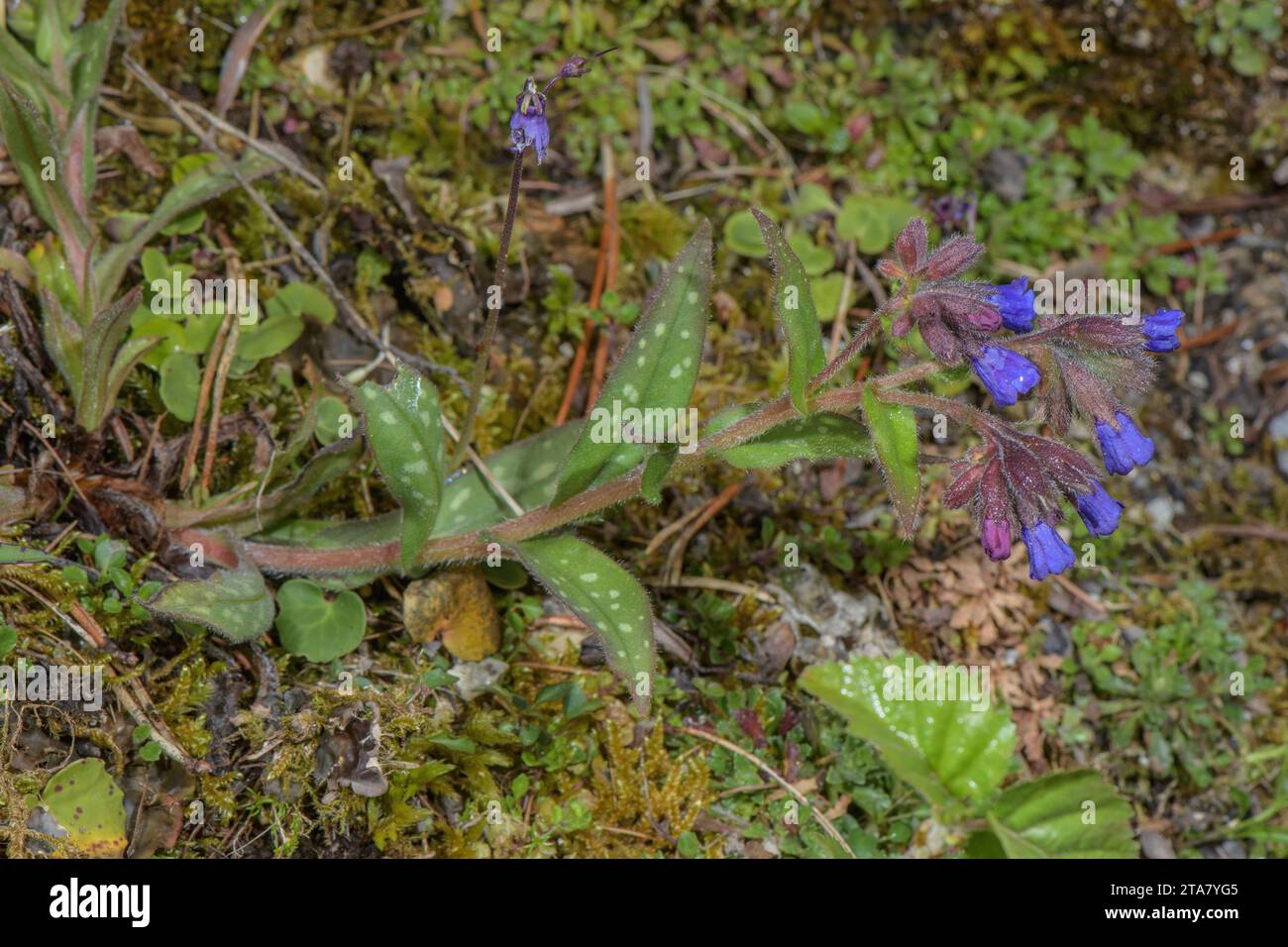 A species of Lungwort, Pulmonaria affinis in flower in woodland Stock ...