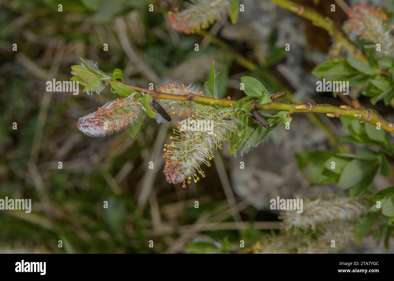 Halberd-leaved willow, Salix hastata male flowers Stock Photo - Alamy