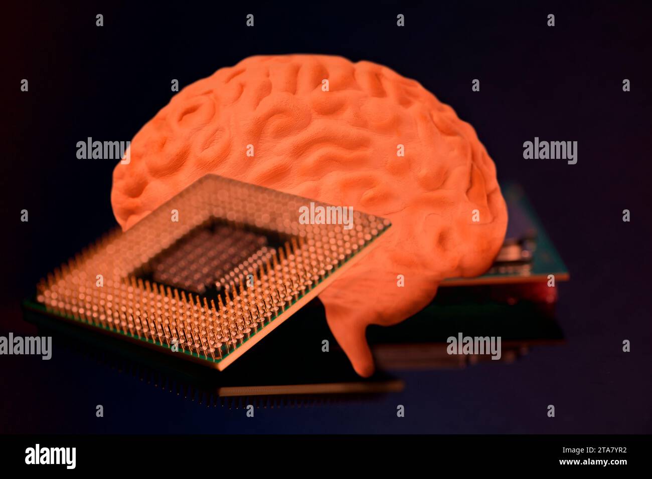 Human brain anatomical model with CPU processor microchip Stock Photo - Alamy