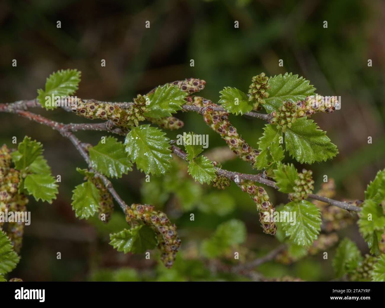 Betula humilis hi-res stock photography and images - Alamy