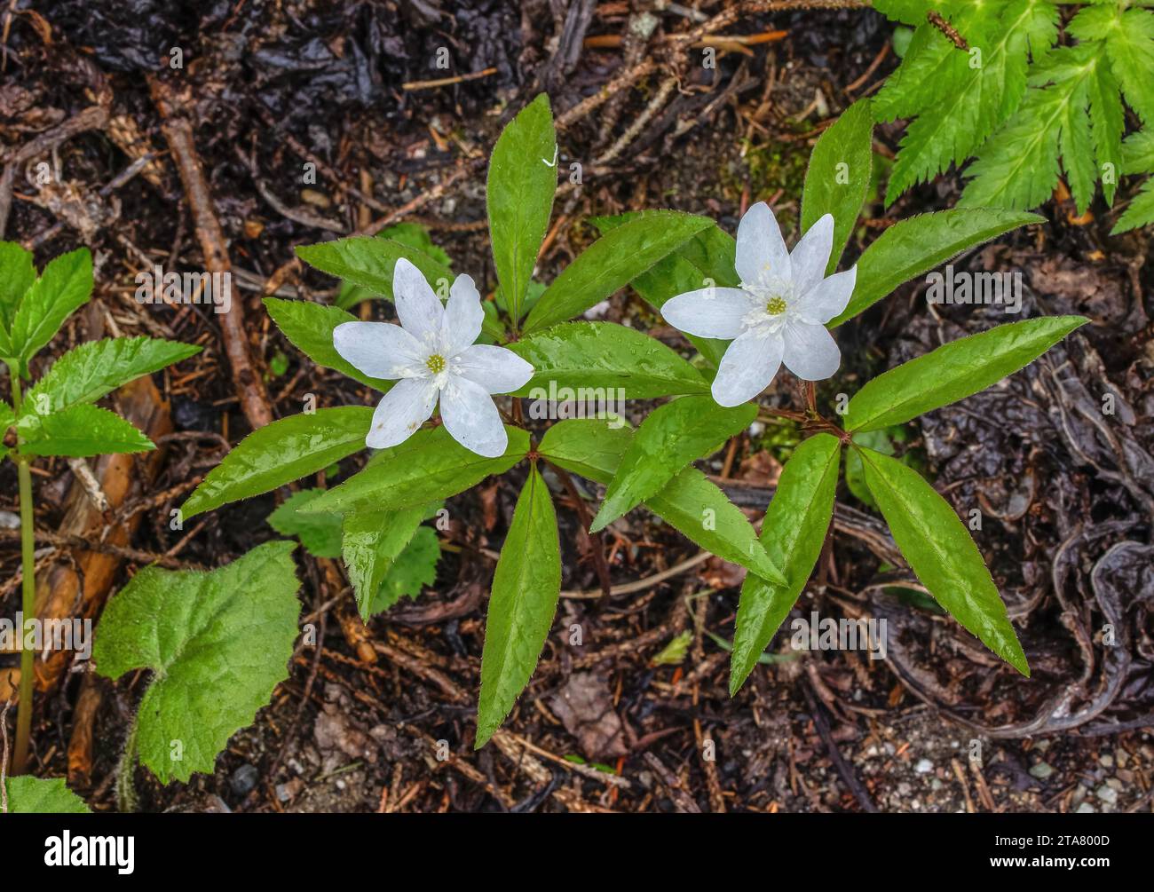 Three-leaved Anemone, Anemone trifolia, in flower in spring, in the ...