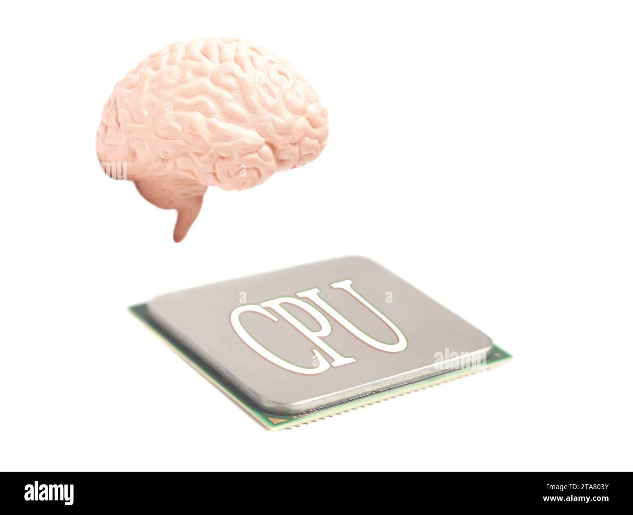 Human brain anatomical model with CPU processor microchip isolated on ...
