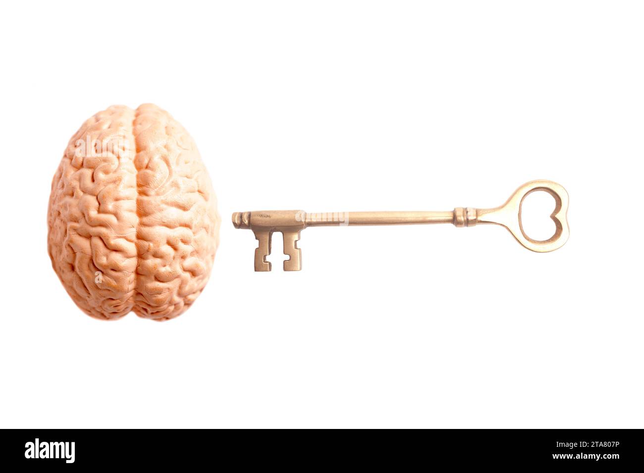 Left and right brain functions Cut Out Stock Images & Pictures - Alamy