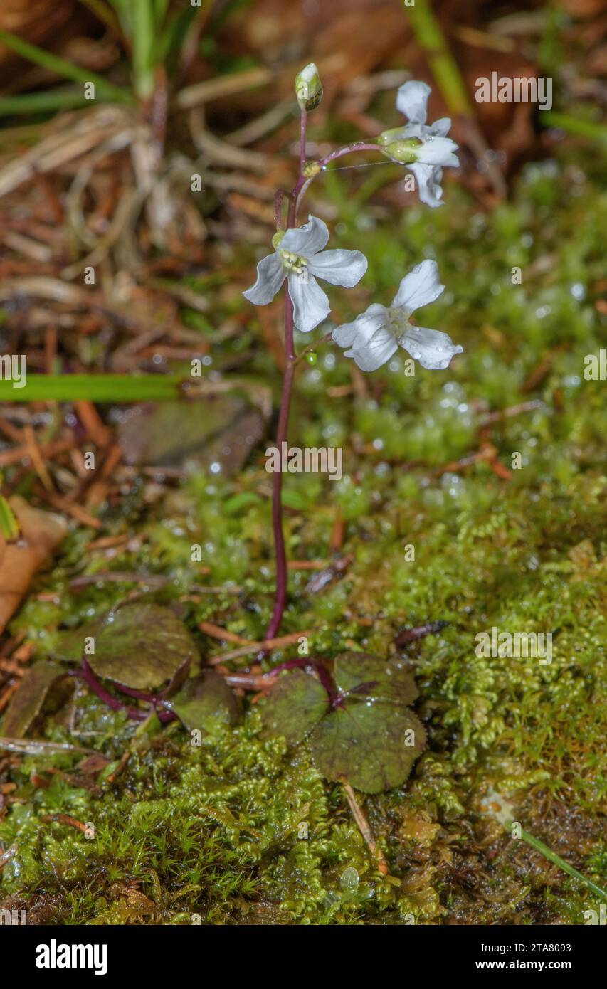 Three-leaved bitter-cress, Cardamine trifolia, in flower in montane ...